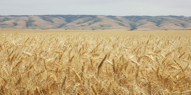 U.S. wheat export price near lowest on global market | Capital Press