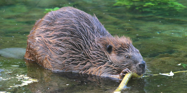 Unlikely alliance supports $1.5 million for Oregon beaver coexistence ...