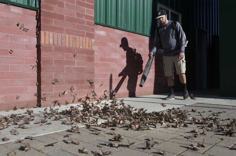 Pandora moth outbreak returns to Central Oregon for one more summer ...