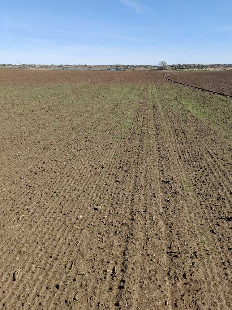 Teff producer increases acres, expands farming footprint | Capital Press