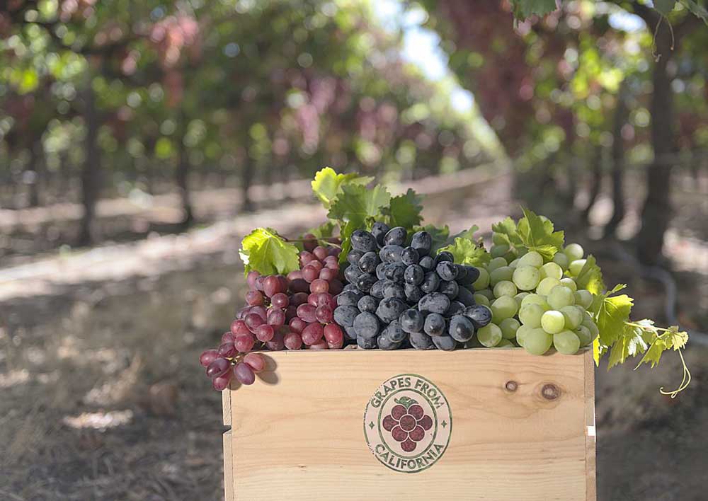Table grapes grower post record year | Capital Press