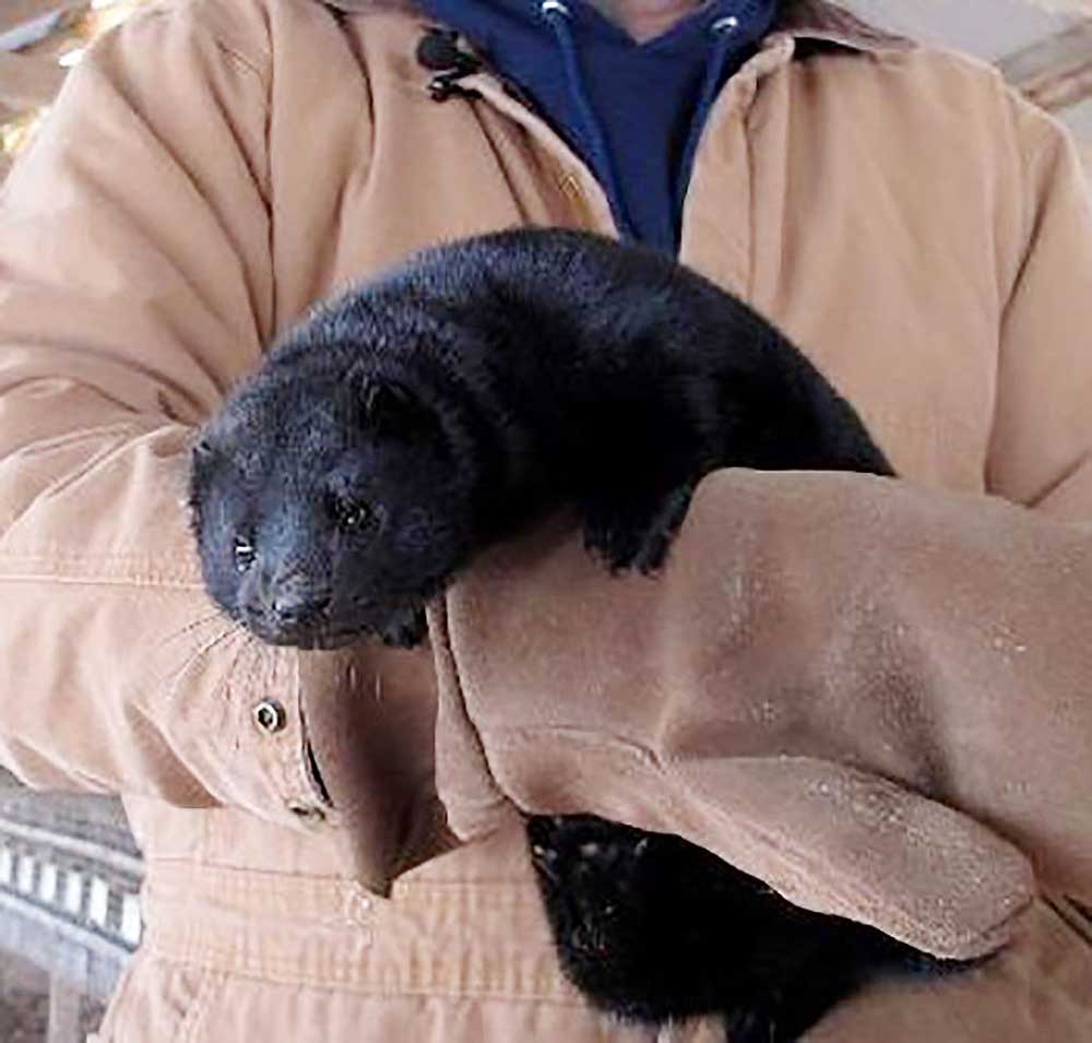 Officials say mink recovering from COVID-19 at Oregon farm | Capital Press