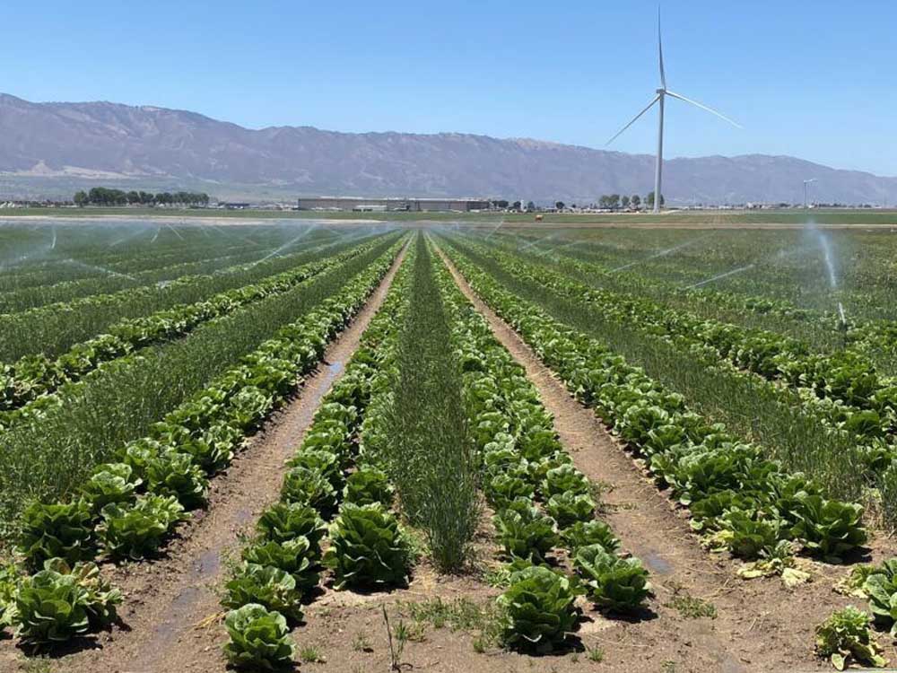 Western Innovator: Organic farm tests regenerative ag | Capital Press