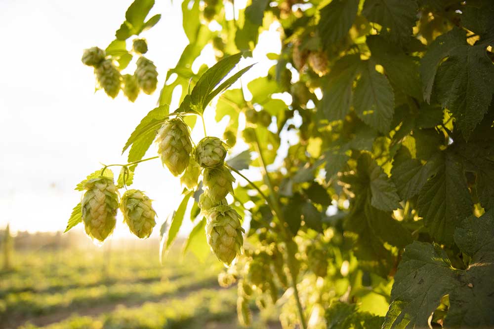 Oregon hop merchant files for bankruptcy protection amid industry ...