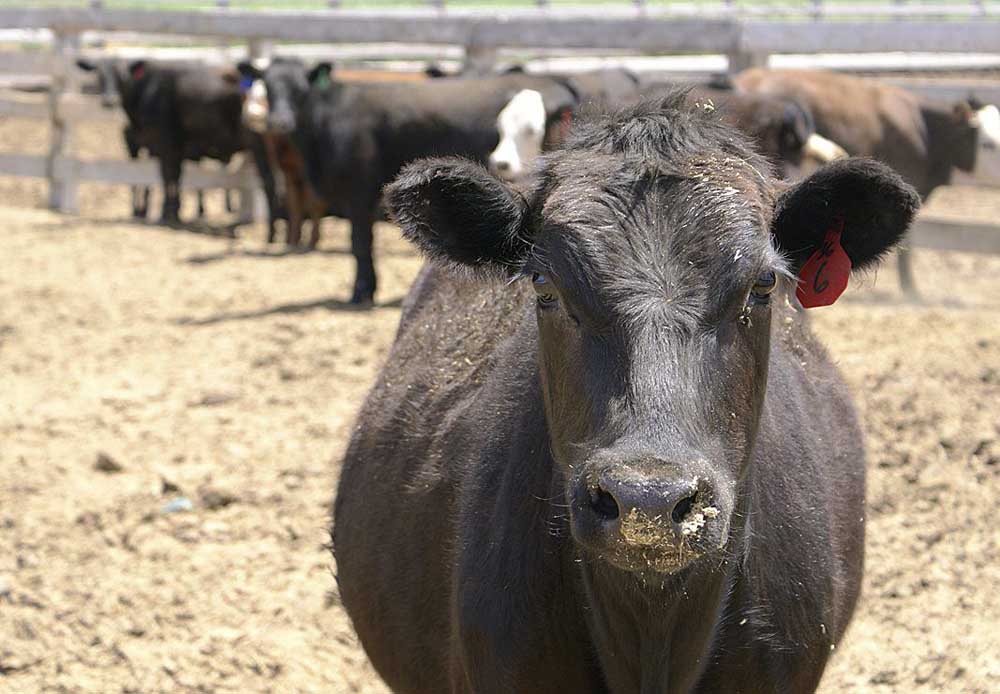 National feeder and stocker cattle report | Capital Press