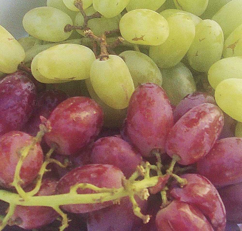 California table grape crop makes big recovery in 2024 | Capital Press