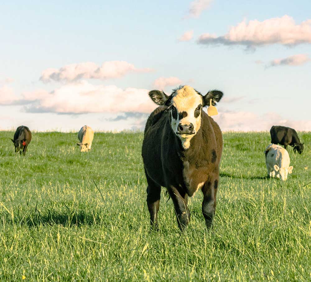 High cattle prices expected to continue through 2025 | Capital Press