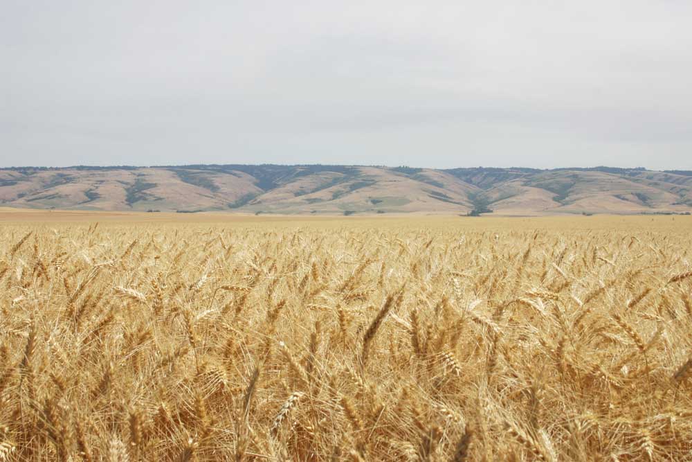 USDA approves transgenic drought-tolerant trait for wheat | Capital Press