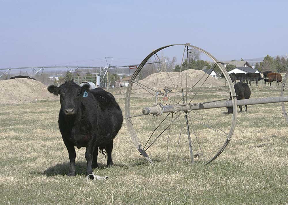 Cattlemen ask lawmakers to end Oregon’s brucellosis vax mandate | Capital Press