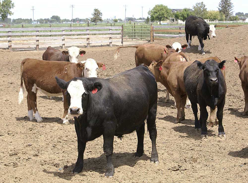 California cattle producers approve advocacy council | Capital Press