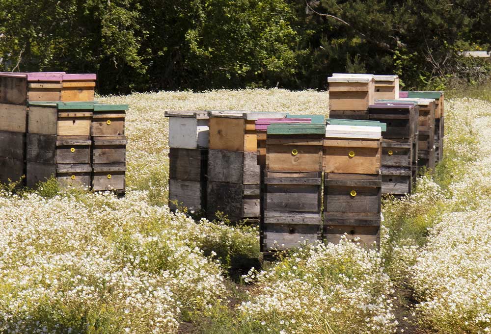 Beekeepers face downward trends for pollination services | Capital Press