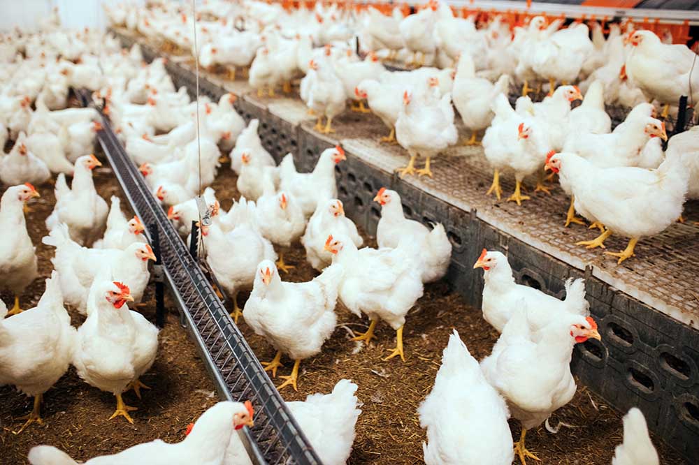 Bird flu strikes Eastern Washington chicken farm | Capital Press