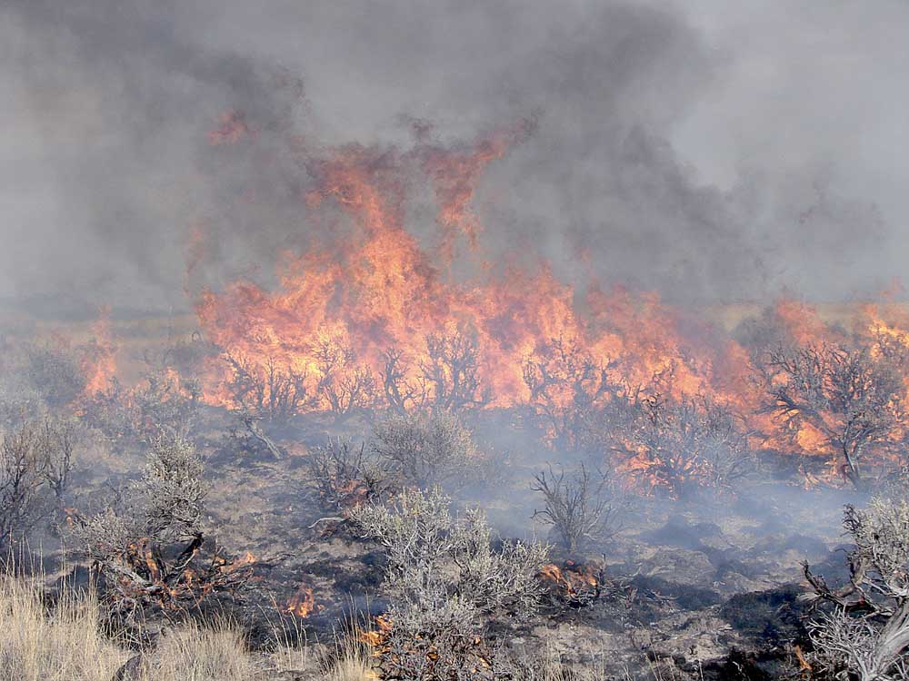 Western Innovator: Davies, colleagues, establish grazing as rangeland ...