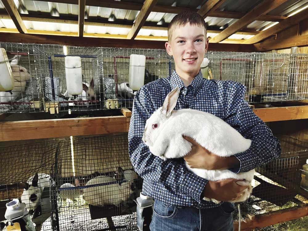 Oregon meat rabbit bill spurs humane slaughter proposal | Capital Press