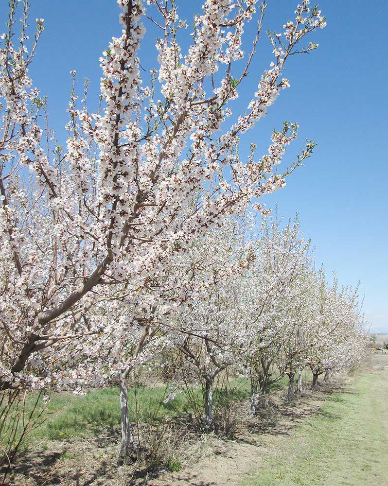 Parma orchard researchers assess damage from recent frosts | Capital Press