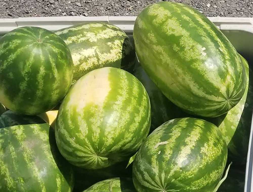 E. Oregon farms hope for watermelon harvest to begin Aug. 1 | Capital Press