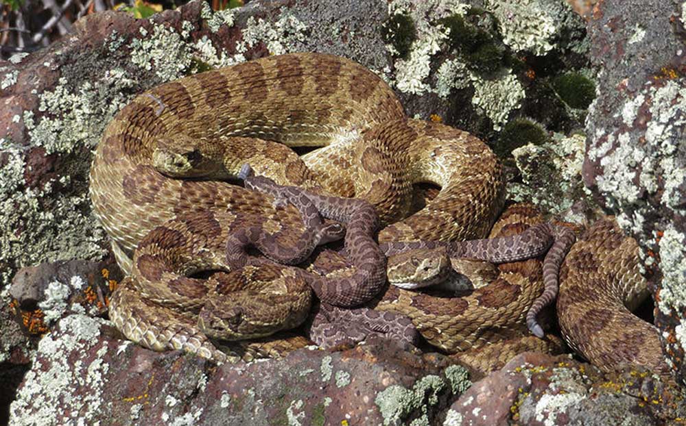 Project Rattlecam: Researchers study rattlesnakes using high-tech ...