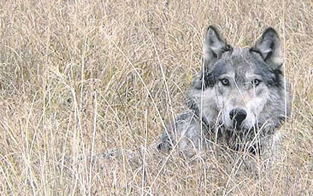 Rogue Pack of wolves makes its first confirmed livestock attack of the ...