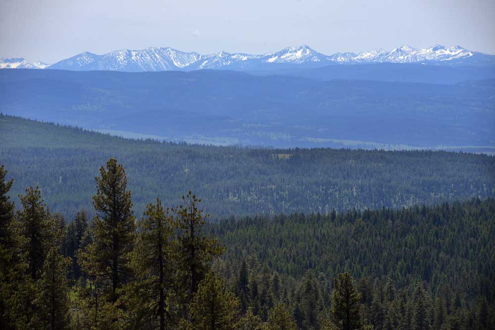 Forest Service axes 21-inch logging ban in E. Oregon | Capital Press