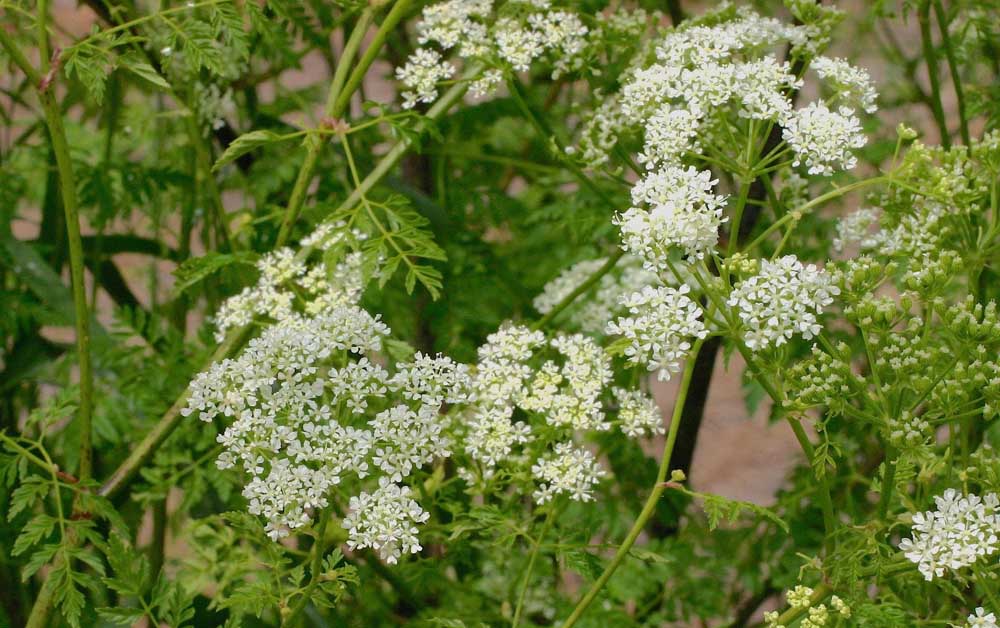 Oregon lawmakers urged to boost noxious weed spending by $1 million ...