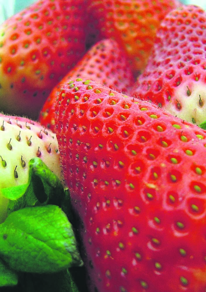 Strawberry production explodes | Capital Press