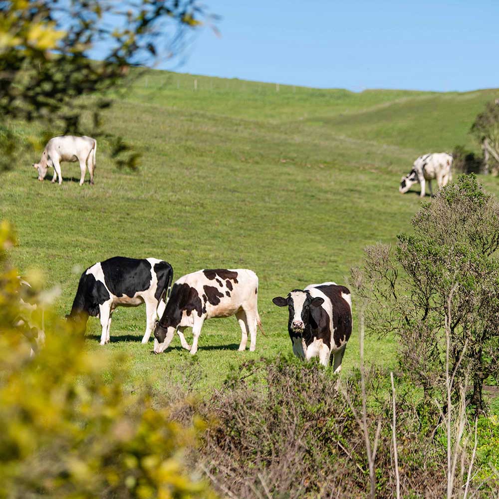 Point Reyes Cheese: Sisters carry on dairy tradition | Capital Press