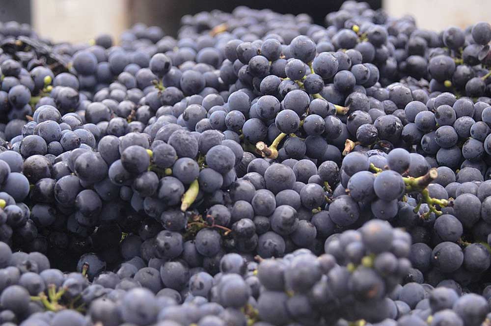 Wine foundation raises $160,000 | Capital Press