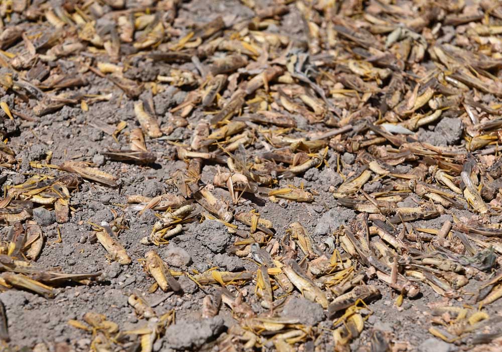 Oregon report shows growing scope of insect pests | Capital Press