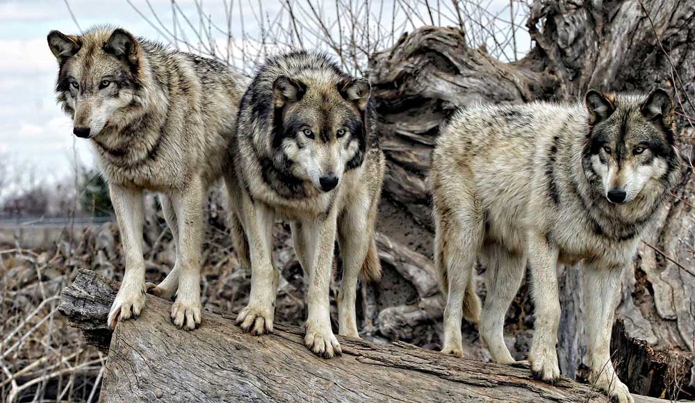 Fish and Wildlife: Wolves no longer endangered in Washington | Capital ...