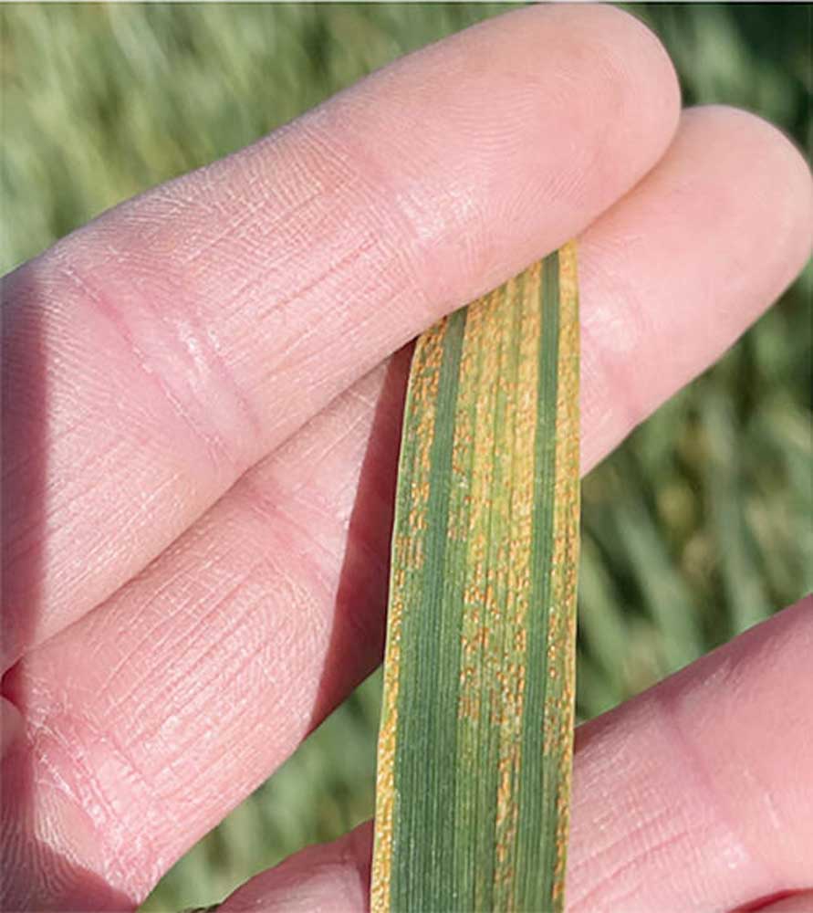‘Very cold’ February lowers stripe rust outlook | Capital Press