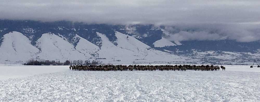 E. Oregon landowners seek to address elk damage | Capital Press