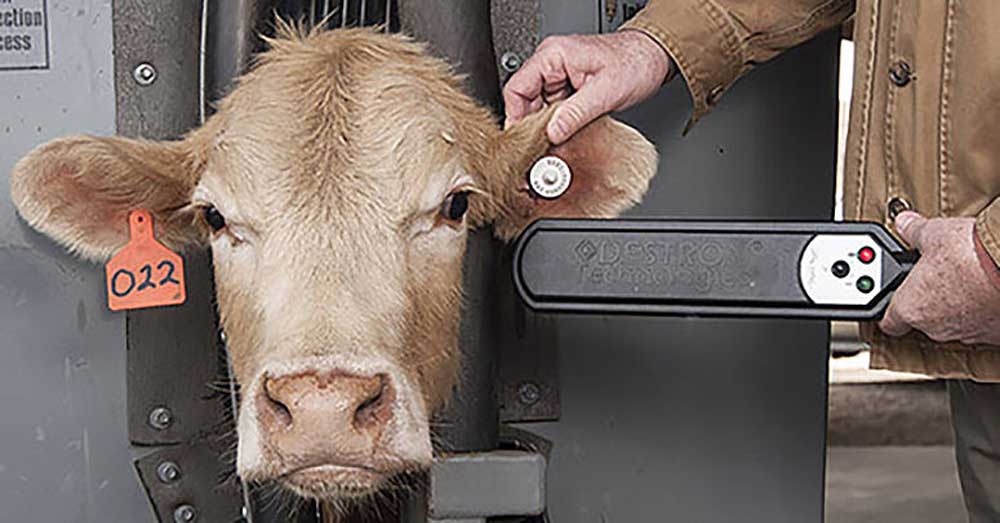 Cattlemen sue USDA over mandatory electronic ear tags | Capital Press