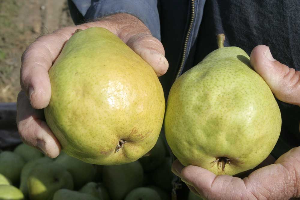 Retired couple returns to pears as harvest shifts into high gear ...