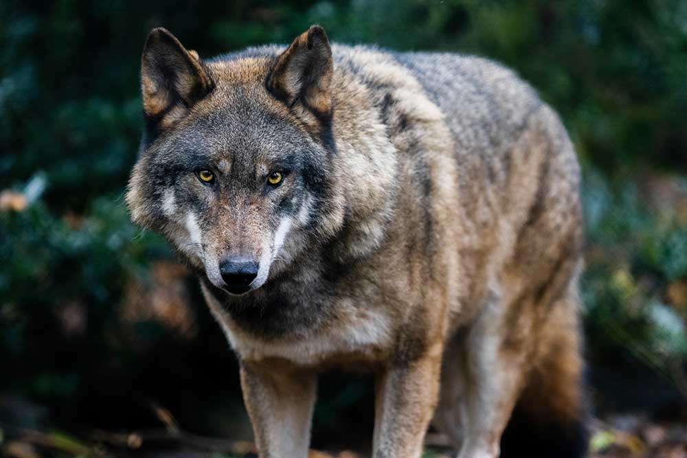WDFW ponders response to wolf attacks | Capital Press