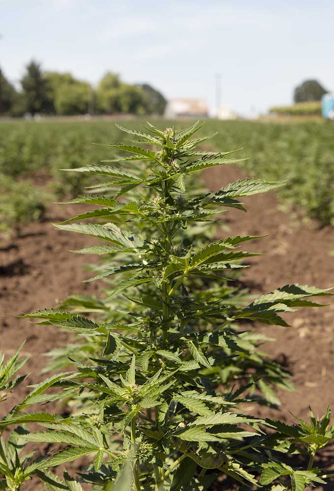 Company lays groundwork for gene-edited hemp | Capital Press