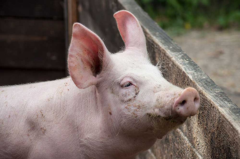 13 states file brief in lawsuit against Massachusetts pork ban ...
