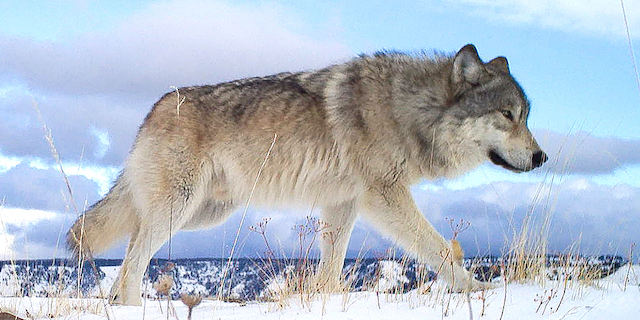 Reward offered for info on Oregon gray wolf killing | Capital Press
