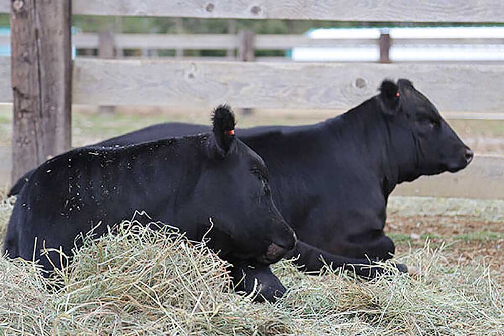 Rocking R Cattle Co.: A passion for cattle | Capital Press