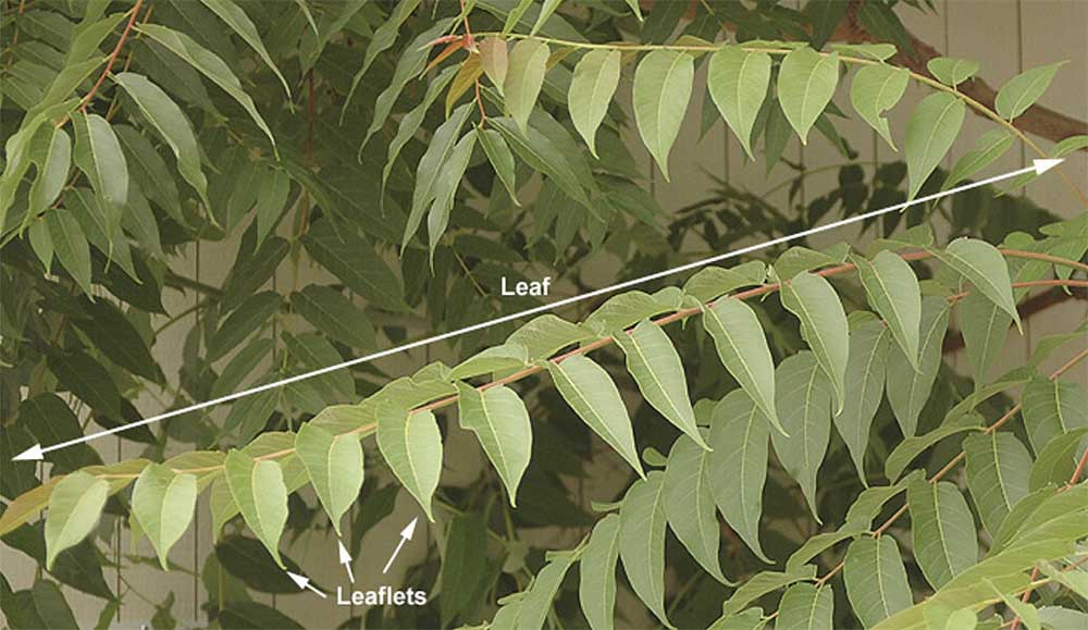 Invasive tree of heaven more like a tree of hell for some | Capital Press