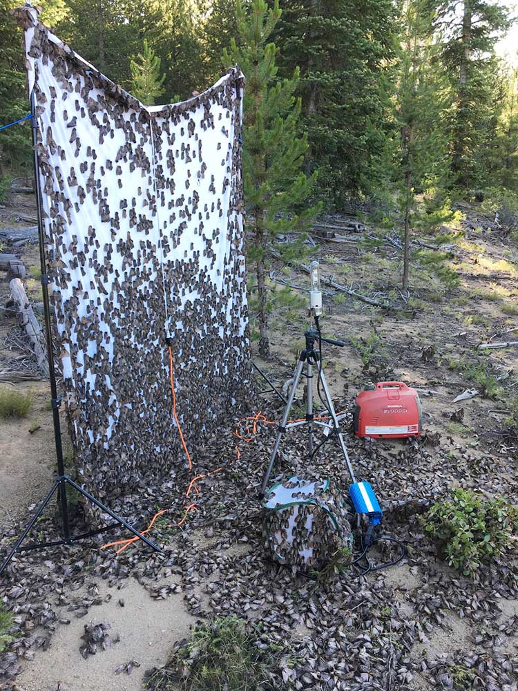 Western Innovator: Understanding the Pandora moth | Capital Press