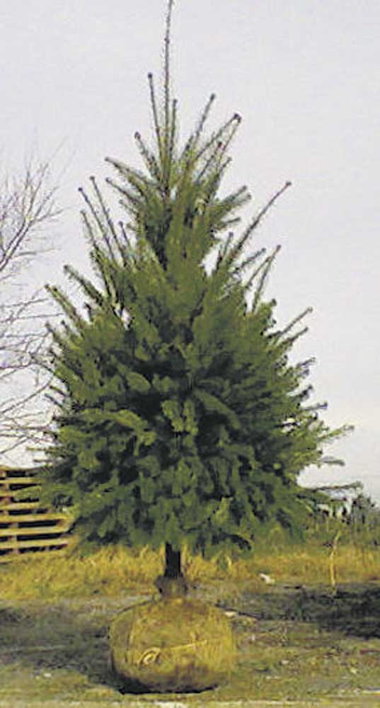 Company gives Christmas trees second life | Capital Press
