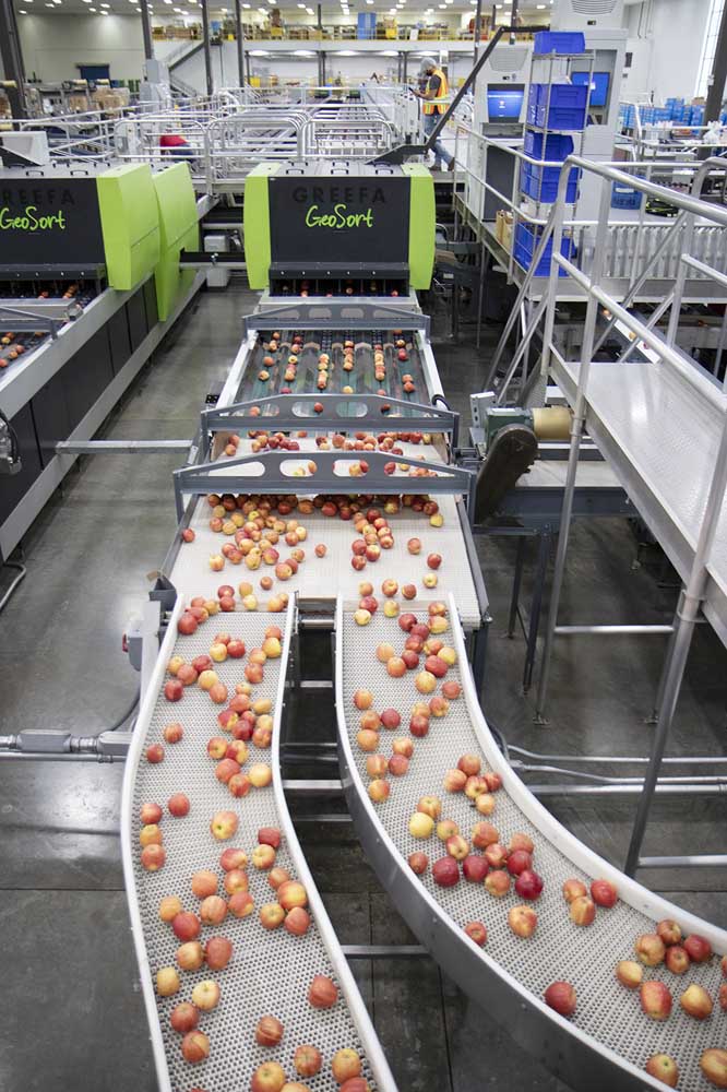 Washington’s larger-than-forecast apple crop drives down prices ...