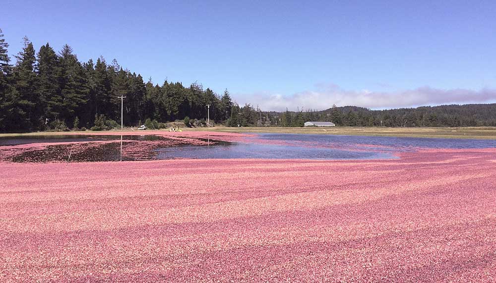 Oregon grower delivers first cranberries of the year | Capital Press