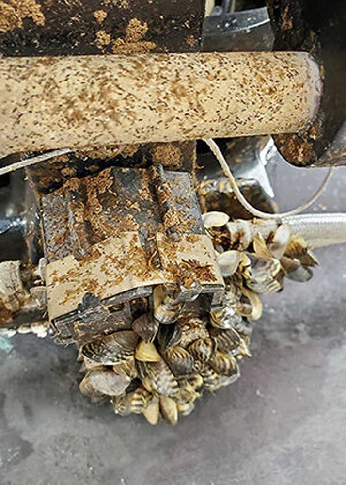 Invasive zebra mussels intercepted in Ashland on Super Bowl Sunday ...