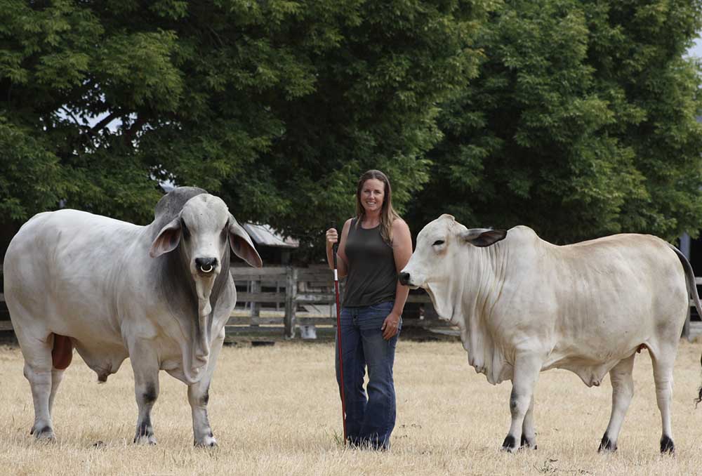 Gilbert Farms: A whole different breed of cattle | Capital Press