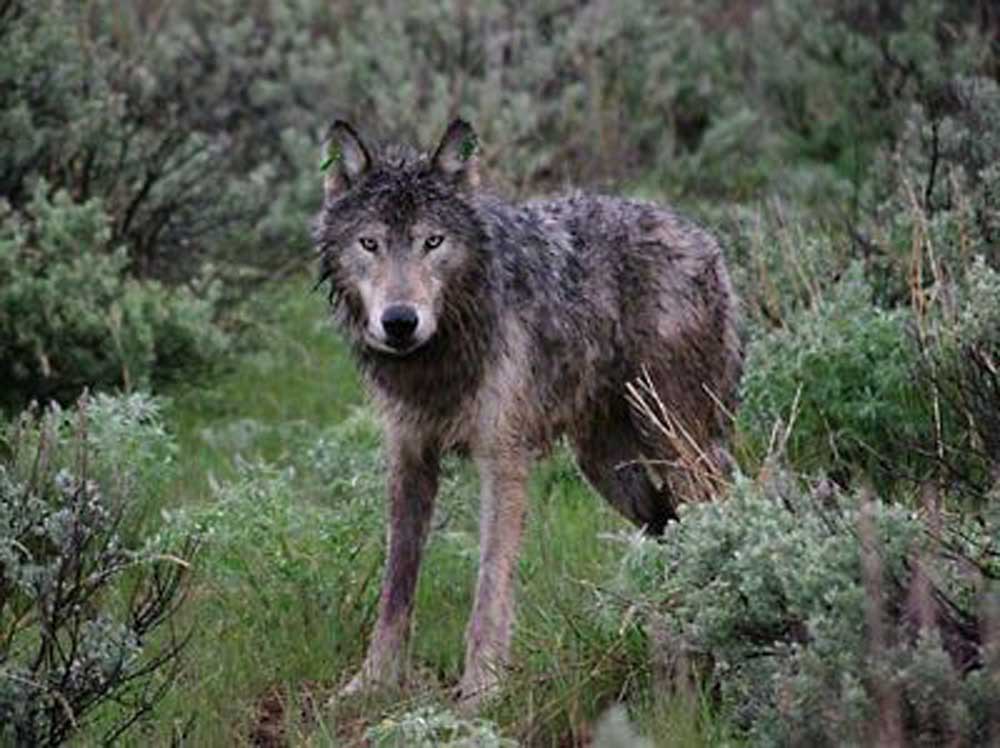 Wolf pack in Eastern Oregon kills another calf | Capital Press
