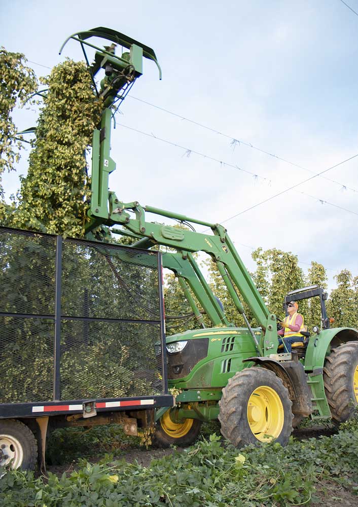 Hops industry appears headed for market correction | Capital Press