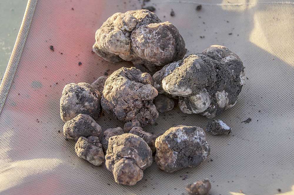 Western U.S. producers explore truffle cultivation | Capital Press