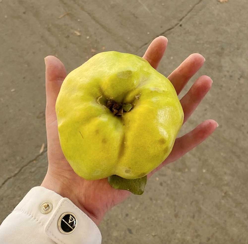 Symms Fruit Ranch: Lots of varieties — even quince | Capital Press