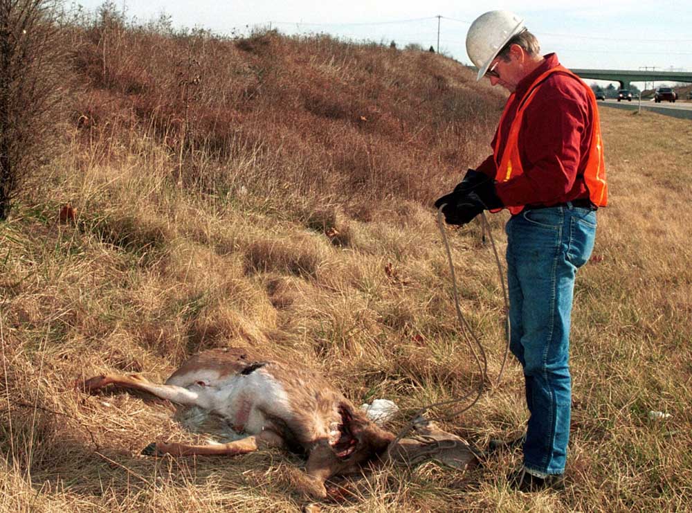 Reducing roadkill a possible savior for sage grouse | Capital Press
